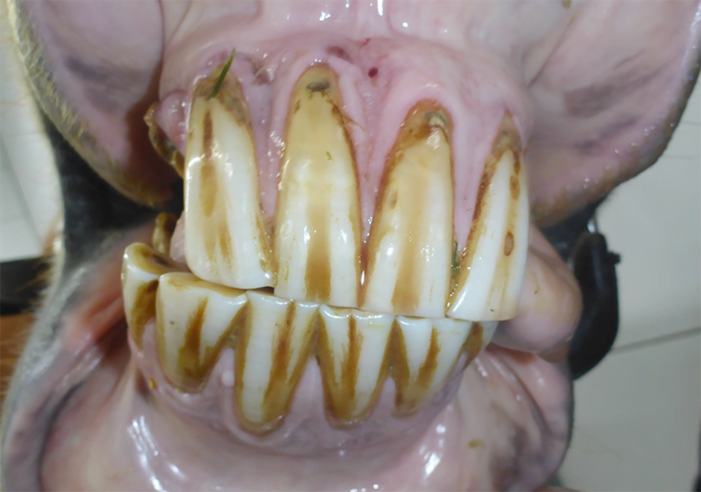 Tierarztpraxis für Pferdezahnheilkunde - EOTRH